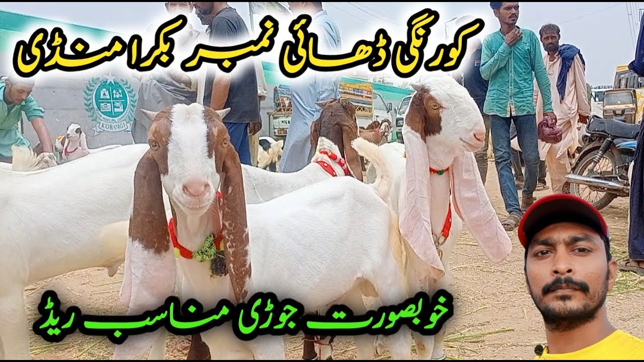 Karachi cheapest Bakra Mandi || Korangi Bakra Mandi Latest Rates Update ...