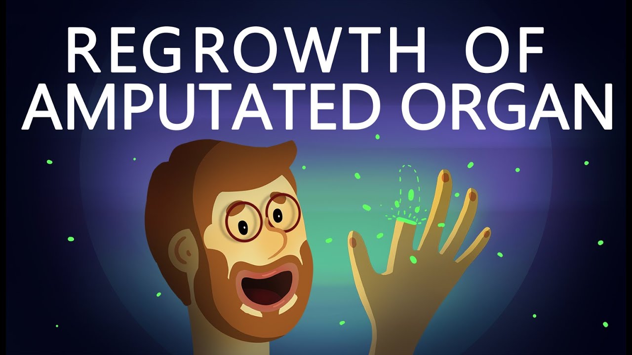 How do scientists study human limb regeneration? - YouTube