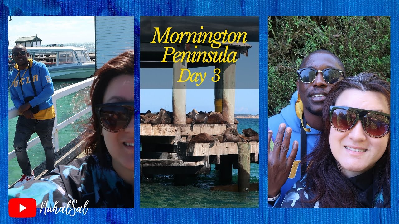 We traveled through rough waters to see the stinky Seals II Mornington ...
