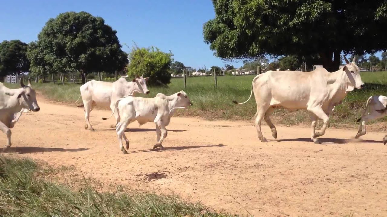 VACAS PARIDA DA 2º CRIA - YouTube