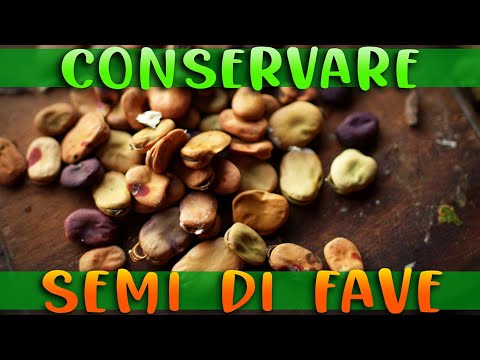 CONSERVARE LE FAVE : COME SELEZIONARE E SALVARE I SEMI DI FAVA ...