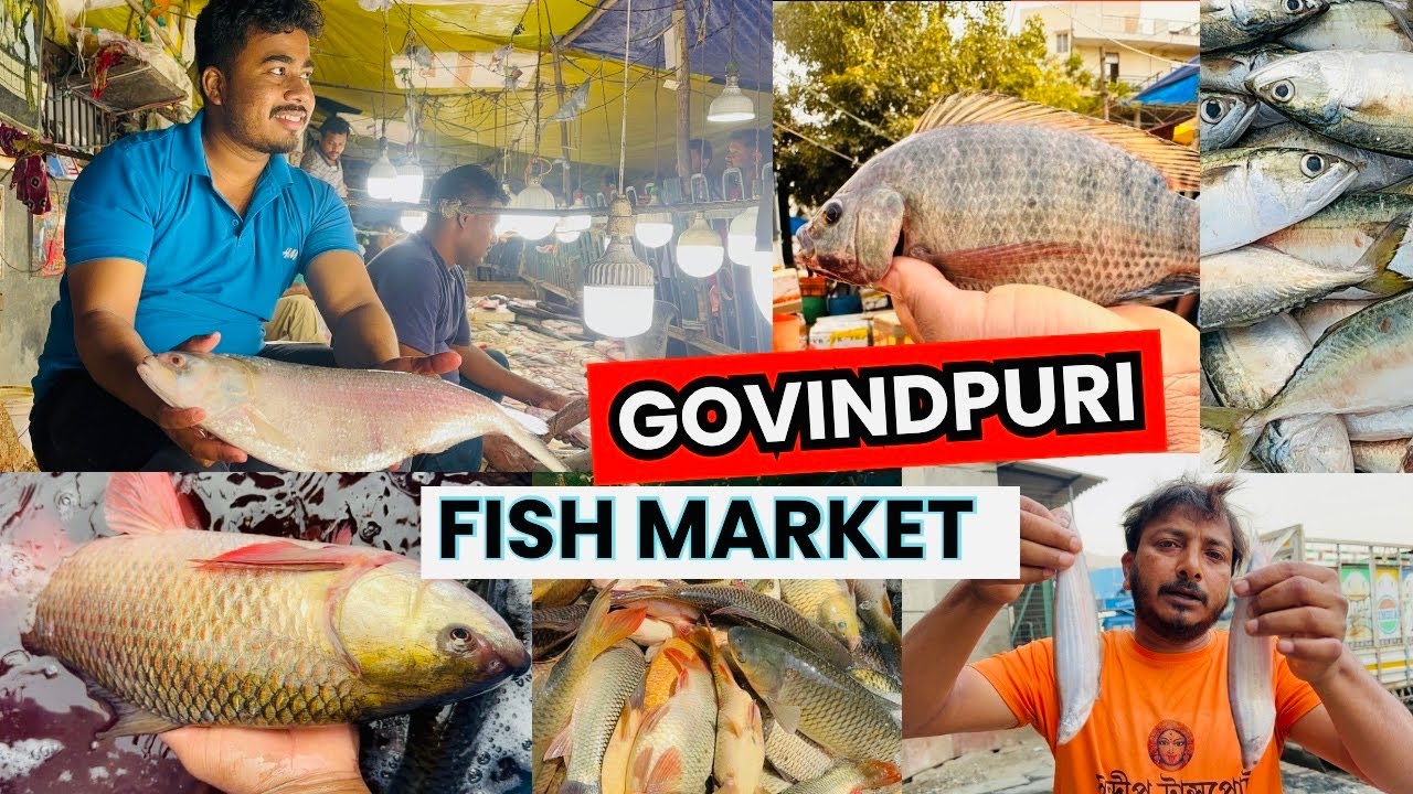 Govindpuri Fish Market Delhi New Video 2024|Govindpuri Fish Market ...