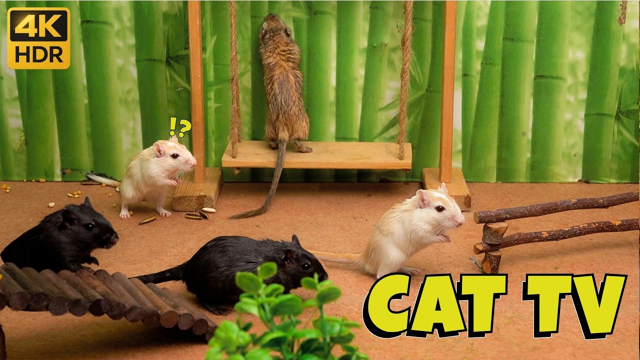 Cat TV 😺 Mice Climbing and Exploring for 8 hours | Scurrying and Hide ...