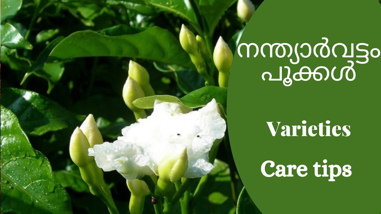Crepe jasmine || Nandyar vattam flower || നന്ത്യാർവട്ടം || Care and ...