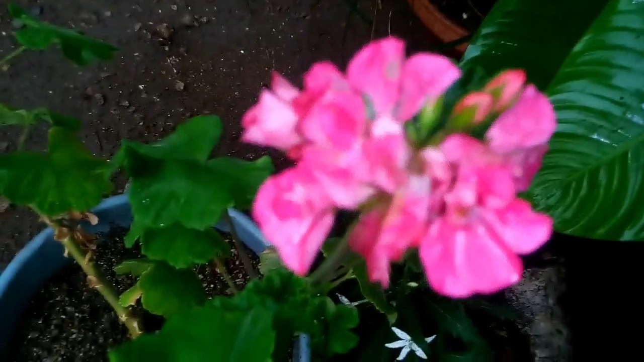 planta de malva color rosa - YouTube