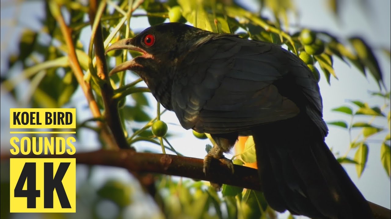 Koel Birds Sonuds 4K Video | Koel Birds video 2024 | Nawaja Ansari ...