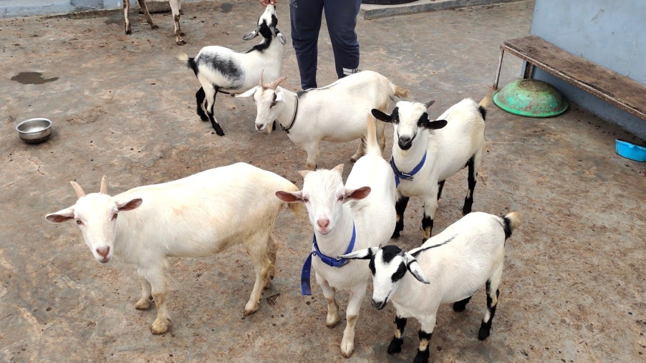pure #bantam goat's in old Malakpet beside #race club | Lilliput goats ...