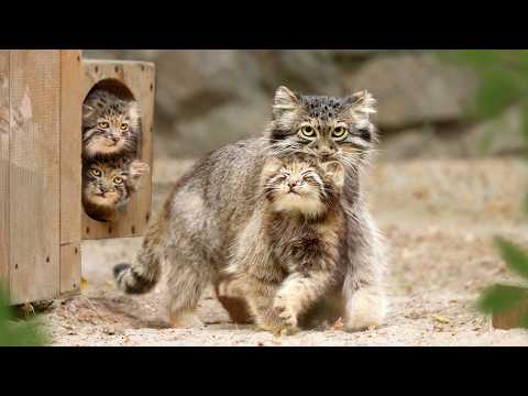 The gentlest Pallas’s cat mom Snezhana and her cute kittens ❤️