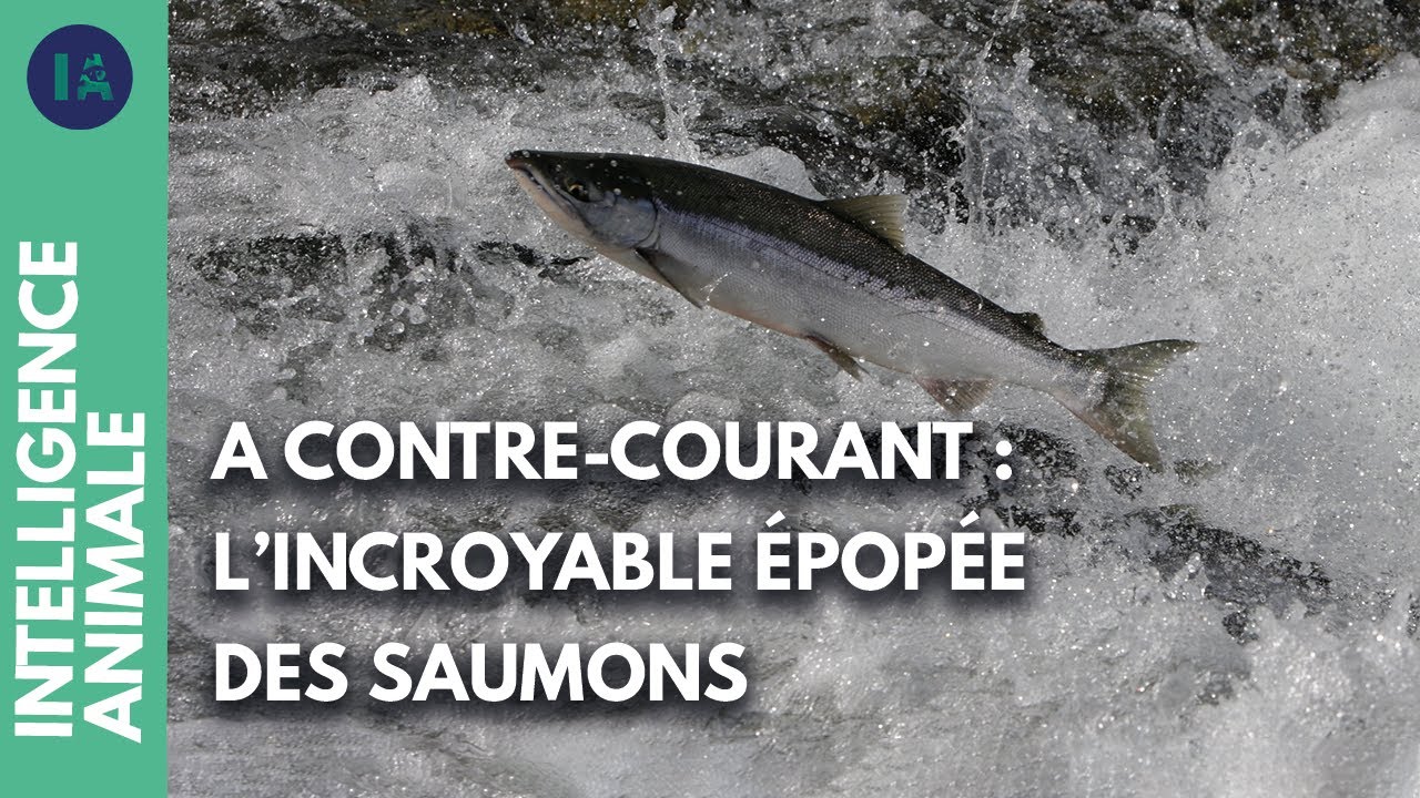 Comment les saumons voyagent-ils entre les rivières et la mer ? | IA ...