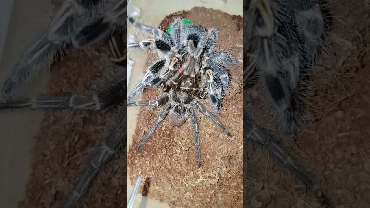 Tarantula Mating - YouTube