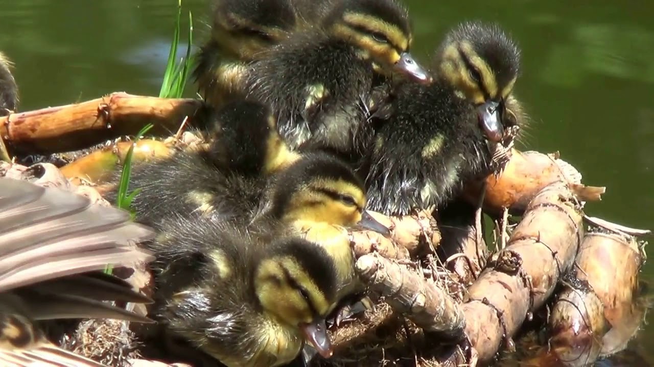 Boboci de rata in Gradina Botanica - YouTube