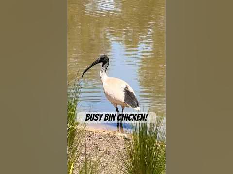 Bin Chicken - The Australian White Ibis Sounds! 🎶🦢 - YouTube