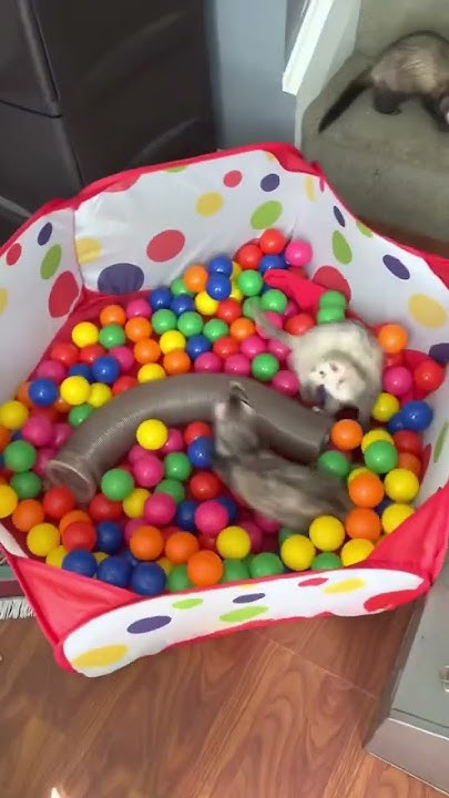 A little ferret fun #ferrets #happypets #cuteanimals - YouTube