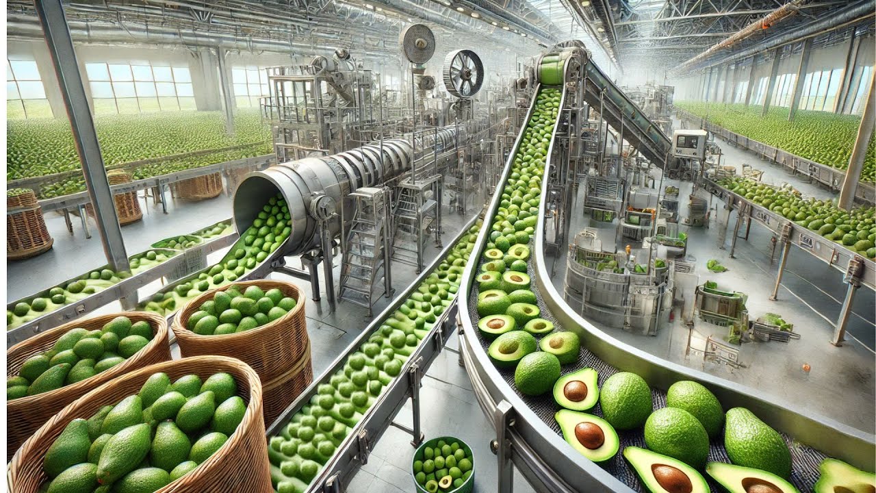 Fresh farm avocados - Harvesting and processing at the factory - YouTube