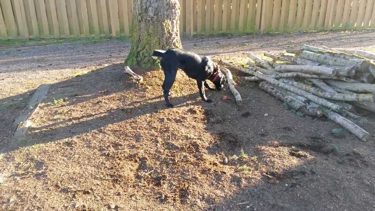 Very goofy Black lab puppy playing with her dog treat - YouTube