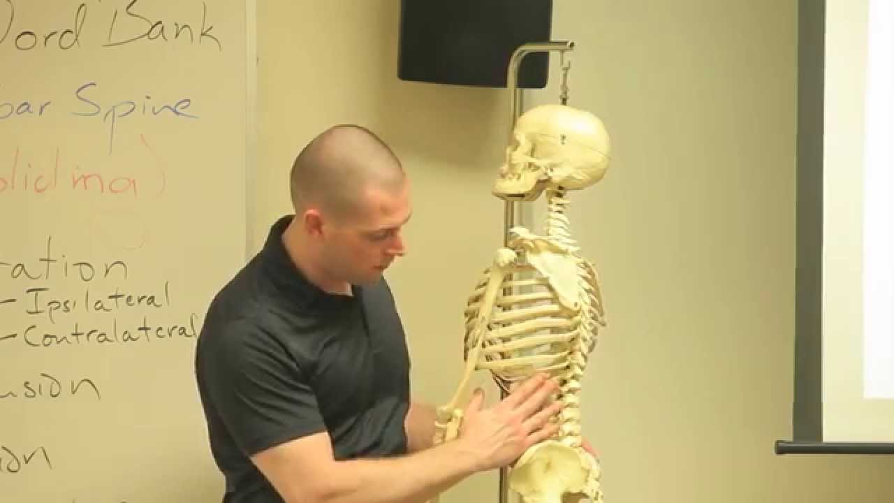 Muscles of the Trunk (Intro to Functional Anatomy) - YouTube