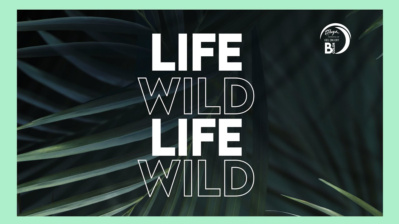 Wildlife: 6 unique and wild B-Color - YouTube