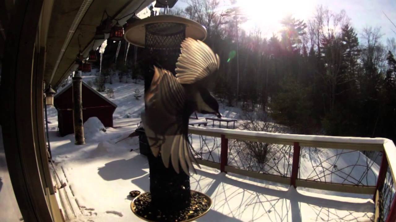 Birds with gopro - YouTube