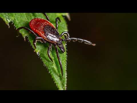 Tick, Tock, Boom: The Changing Landscape of Tick-Borne Diseases