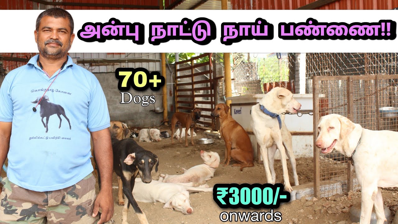 நாட்டு நாய் பண்ணைகளின் தற்போதைய நிலை‼️ | Nattu nai pannai | Country dog ...