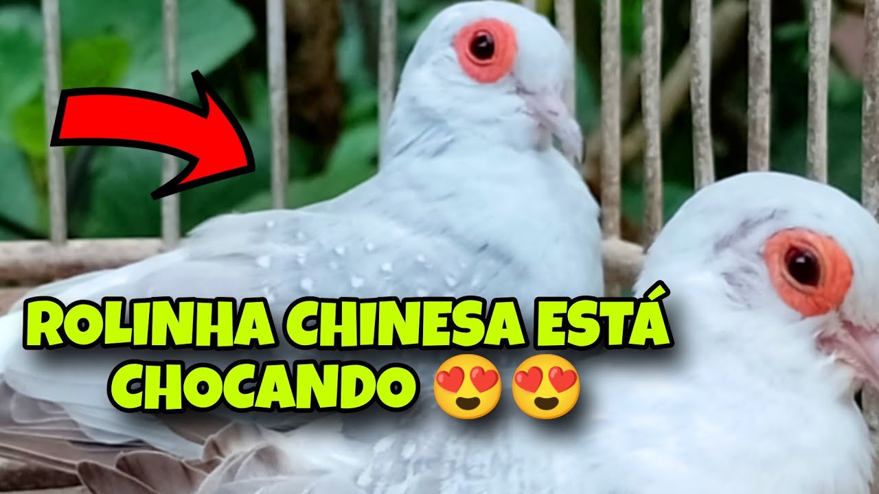 ATUALIZAÇÃO DAS ROLINHA CHINESA 😍😍😍 - YouTube
