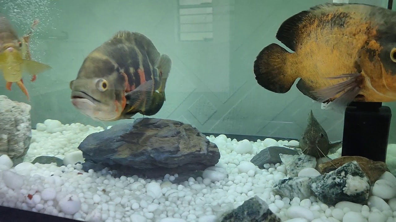 Giant Oscar Fish - YouTube