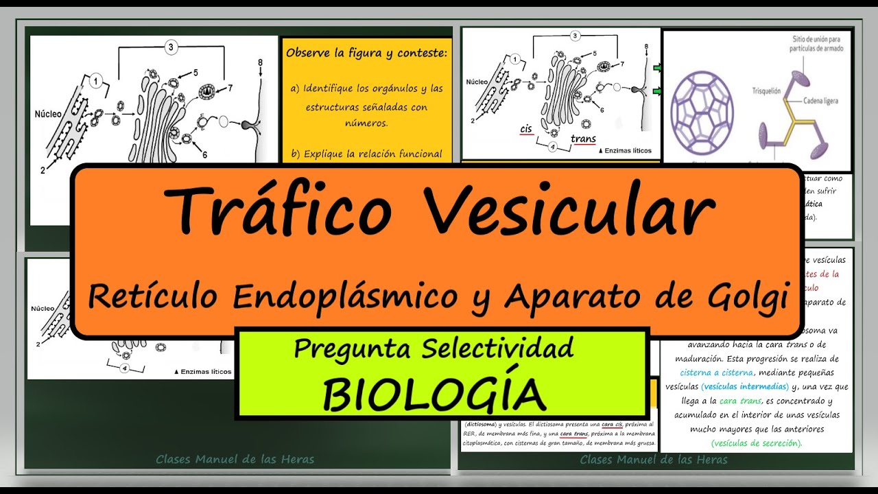 Retículo Endoplásmico, Aparato de Golgi y Vesículas. Clatrina. Pregunta ...