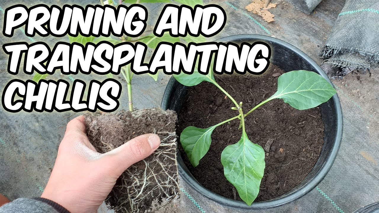 Pruning And Transplanting Chilli Plants - YouTube