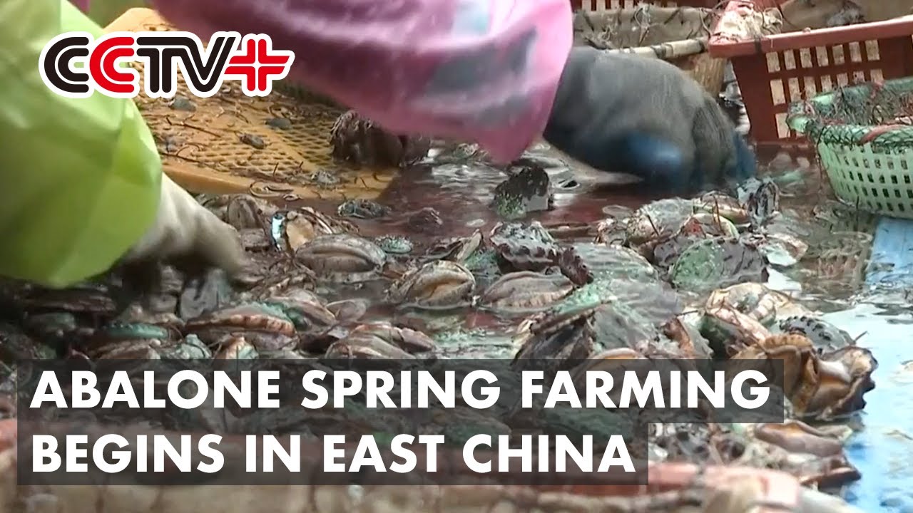 Abalone Spring Farming Begins in East China - YouTube
