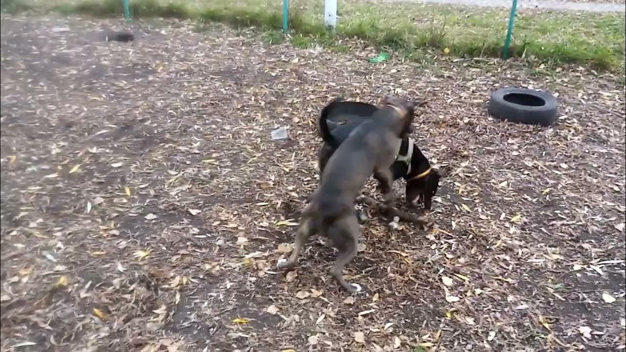 Ничья😁... - YouTube