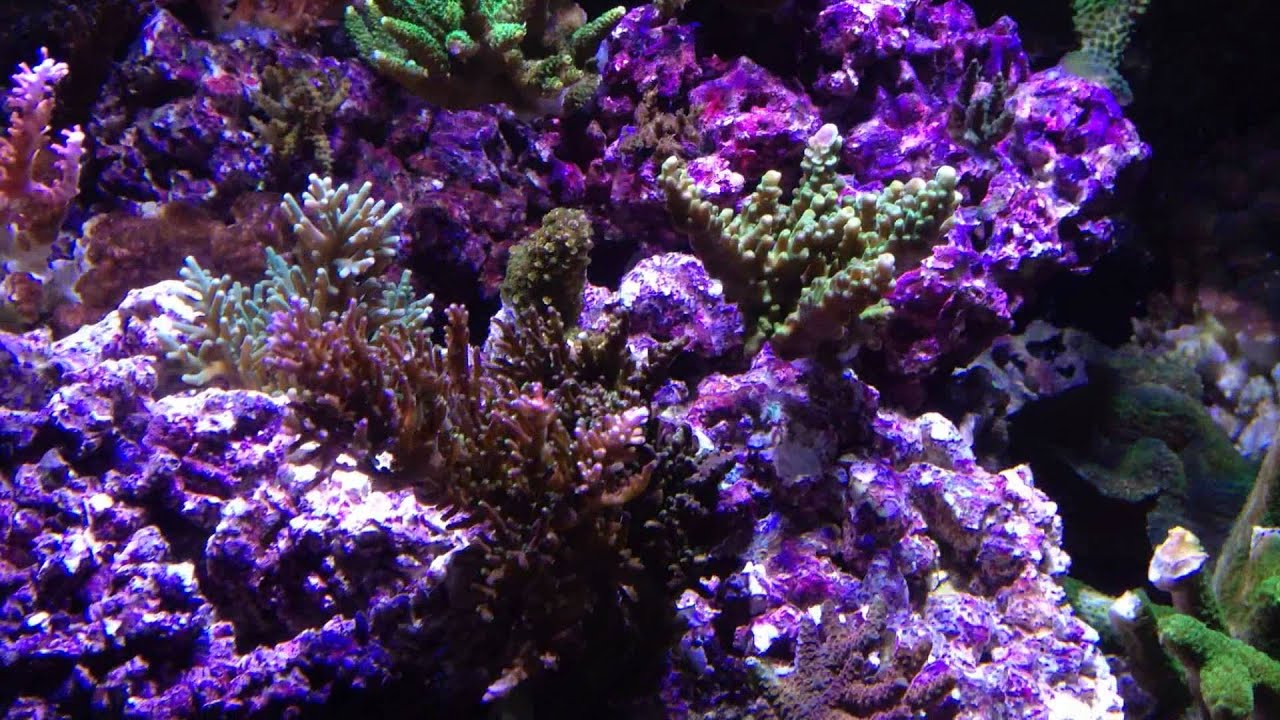 Prattreef rescape with Real Reef rock. - YouTube