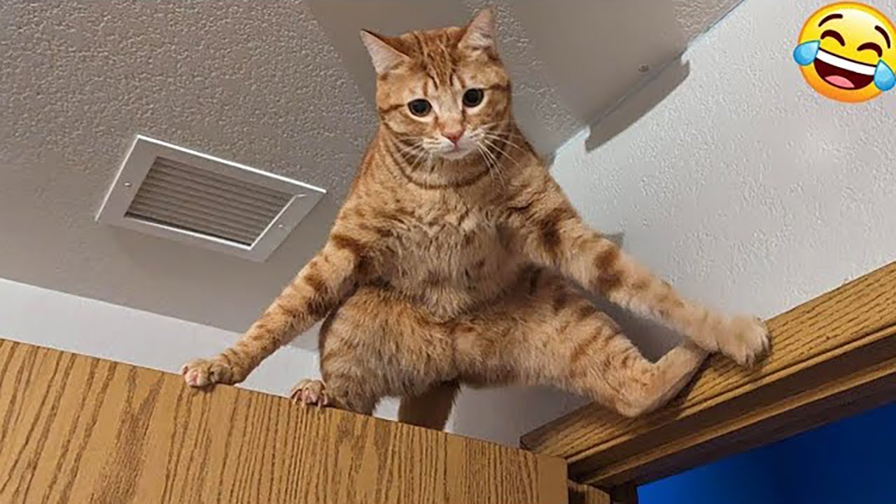 Funny Pets Compilation – Try Not To Laugh Challenge #3 - YouTube