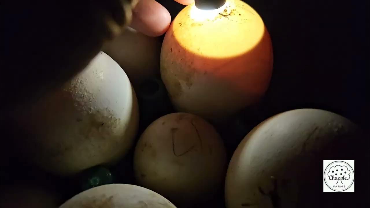 How to Candle Goose, Duck and Chicken Eggs - YouTube