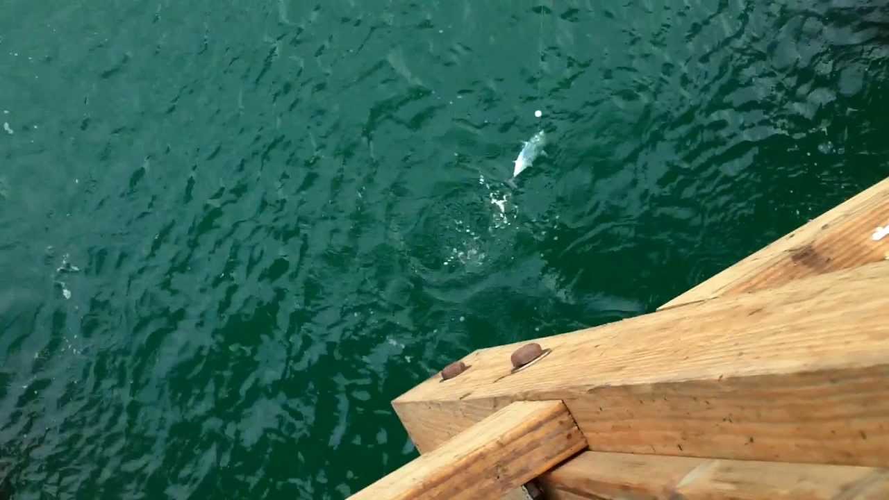 Saltwater Pier Fishing Panama City Beach Florida Bonito Caught Off ...