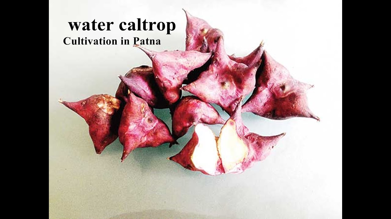 Water Caltrop ( Paniphal) shinghara in Patna Bihar - YouTube