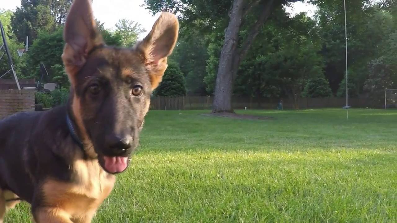 German Shepherd Puppy Running - YouTube