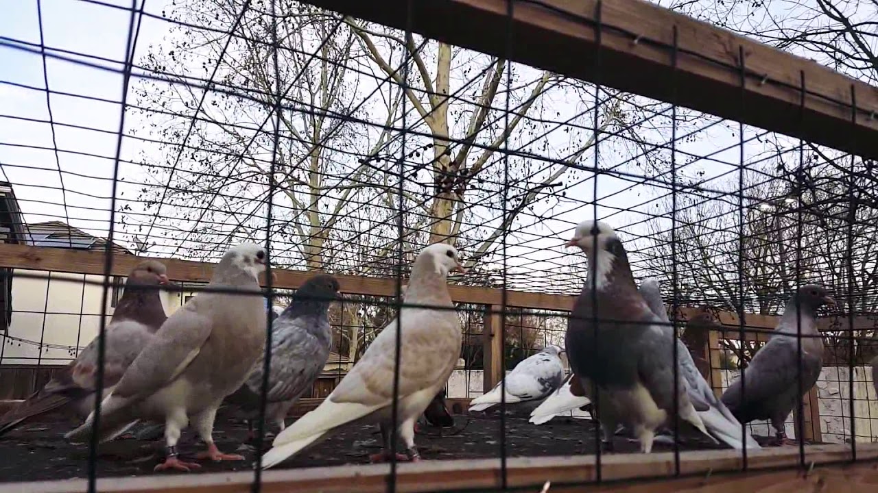 DVR Roller Pigeons #23-1: Late 2018 youngsters with unique color - YouTube