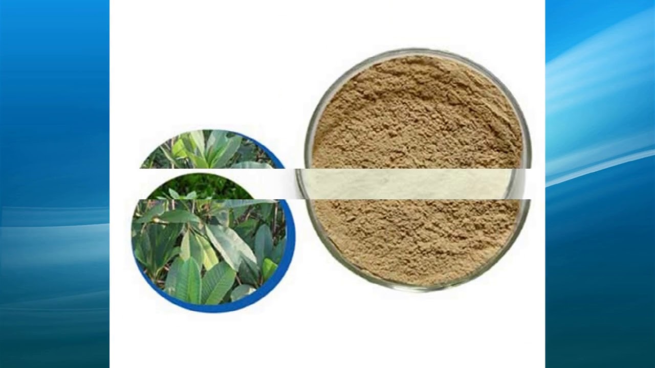 loquat leaf extract supplier/wholesale/bulk/factory - YouTube