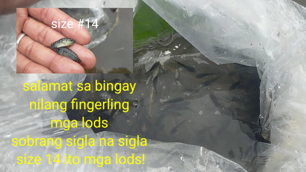paano magpakawala ng fingerlings size #10 And #14 simpleng tips! - YouTube