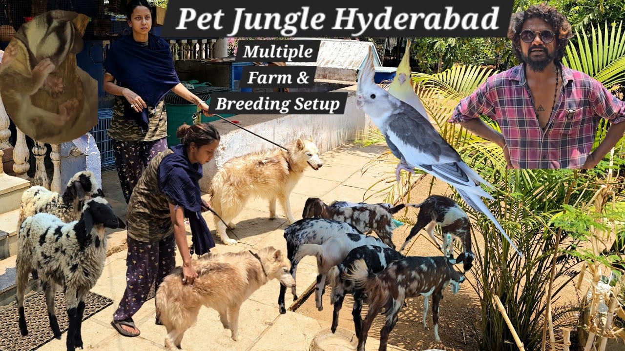 Pet jungle Hyderabad A Multiple breeds of pets breeding setup & Farming ...