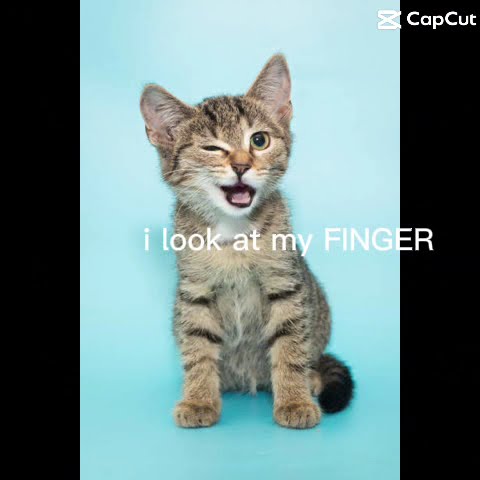 I swallowed shampoo 😂😂 #cat - YouTube