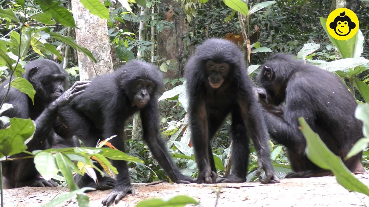 Grooming behavior among infant bonobos!【Observations of Bonobos #99 ...