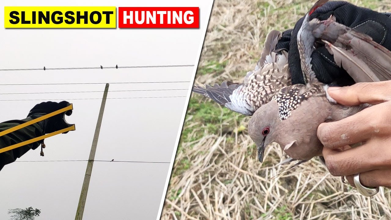 Amazing Dove Bird Hunting Video With Slingshot Ever! - YouTube