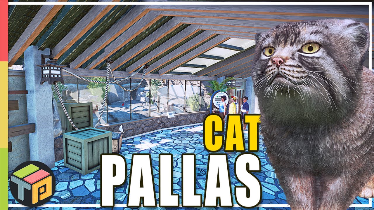 IS THIS REALLY TOO SMALL for the PALLAS CAT? | Tiguidou Zoo | Planet ...
