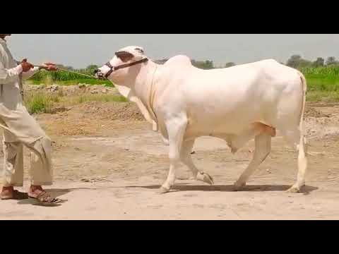 #gulabi_Bachra #cow #bakra_Eid White bull || Qurbani 2021 - YouTube