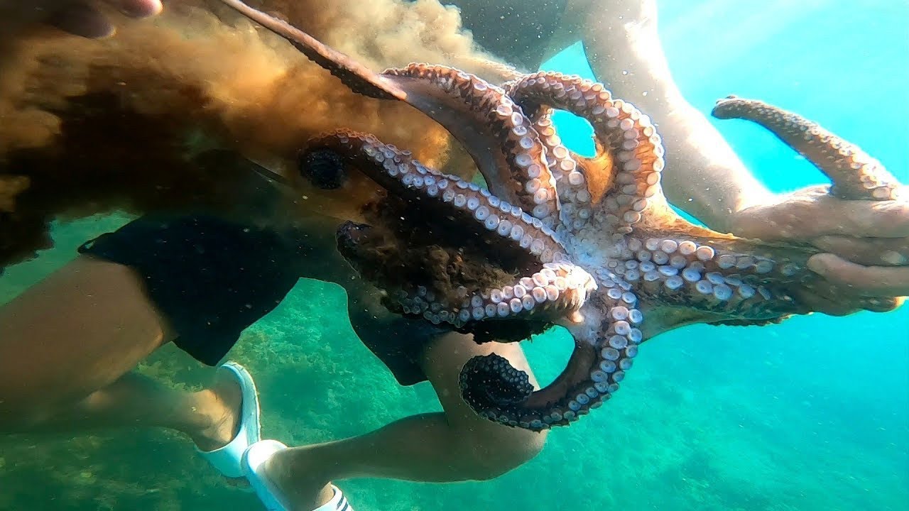 Kinamay lang sa pag hugot ng pugita, - YouTube