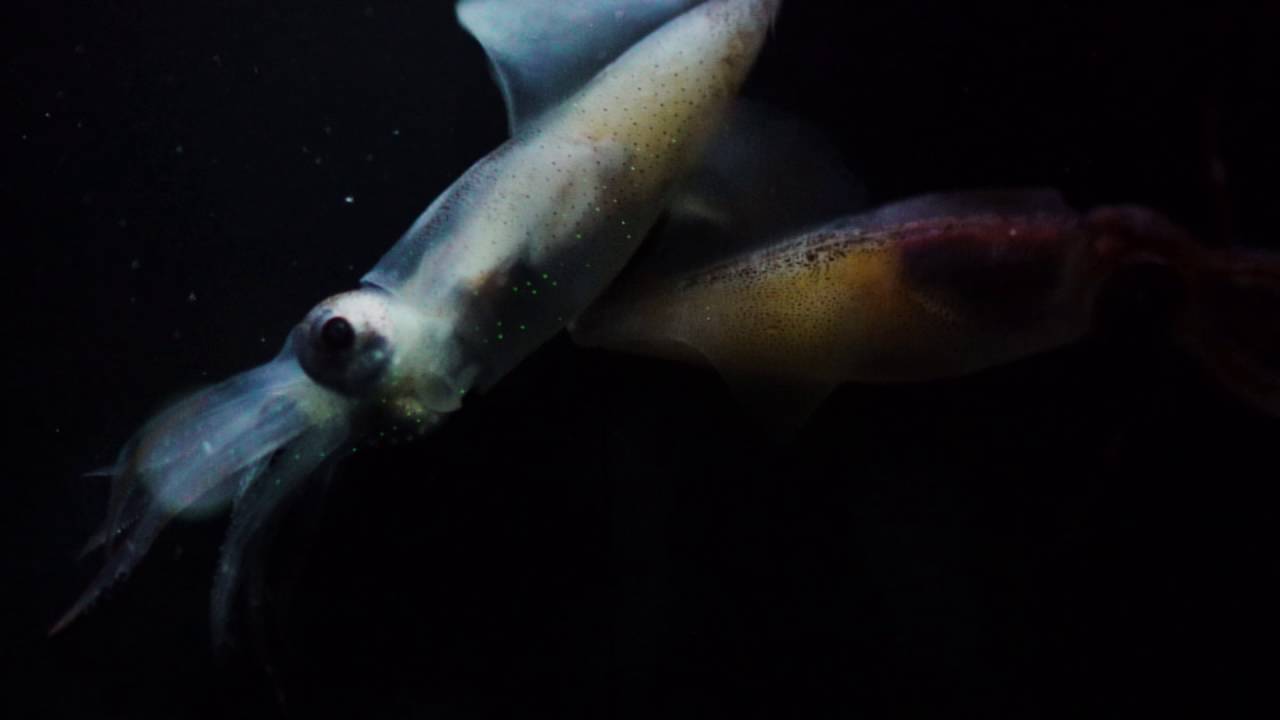 Making of - STUDIES OF AN ALIEN SKIN || glowing squids (Andreas Greiner ...