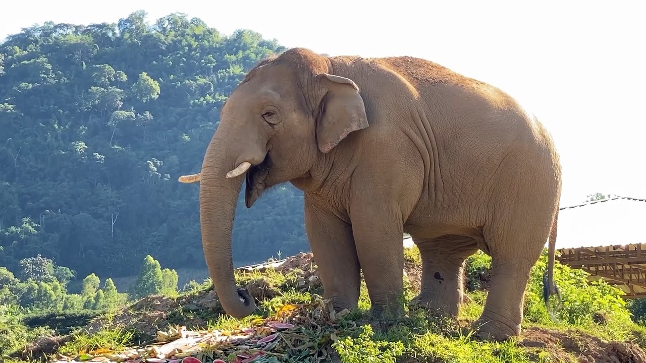 A Special Day for Elephant Navann — The Gentle Giant Turns 13 ...