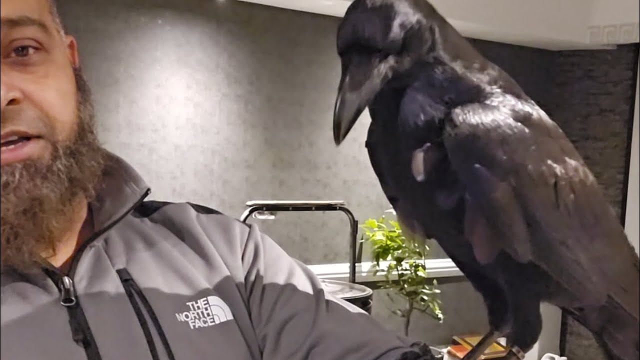 Smart raven,recall training, binding #raven - YouTube