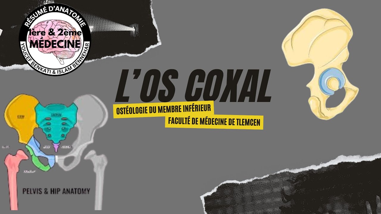 Ostéologie du membre inférieur : l'os coxal ( iliaque ) - YouTube